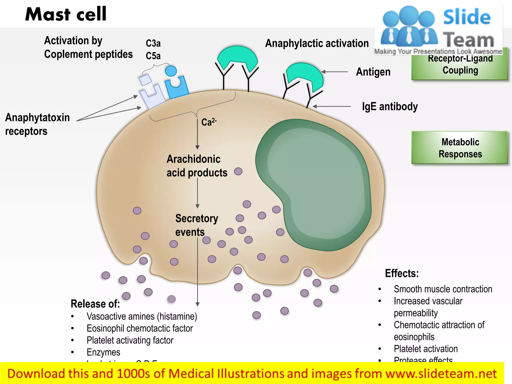 Mast cell medical images for power point | PPT