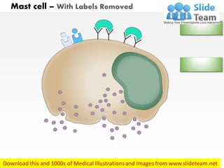 Mast cell medical images for power point | PDF