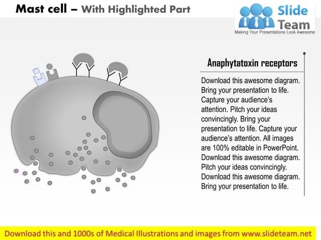 Mast cell medical images for power point | PPT