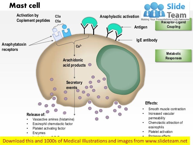 Mast cell medical images for power point