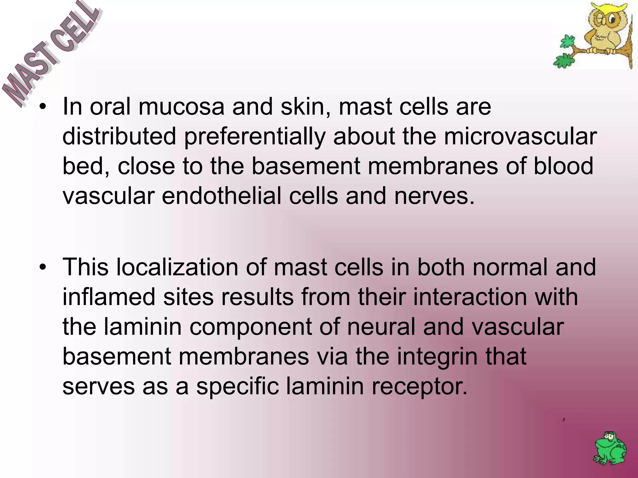 Mast cells.ppt