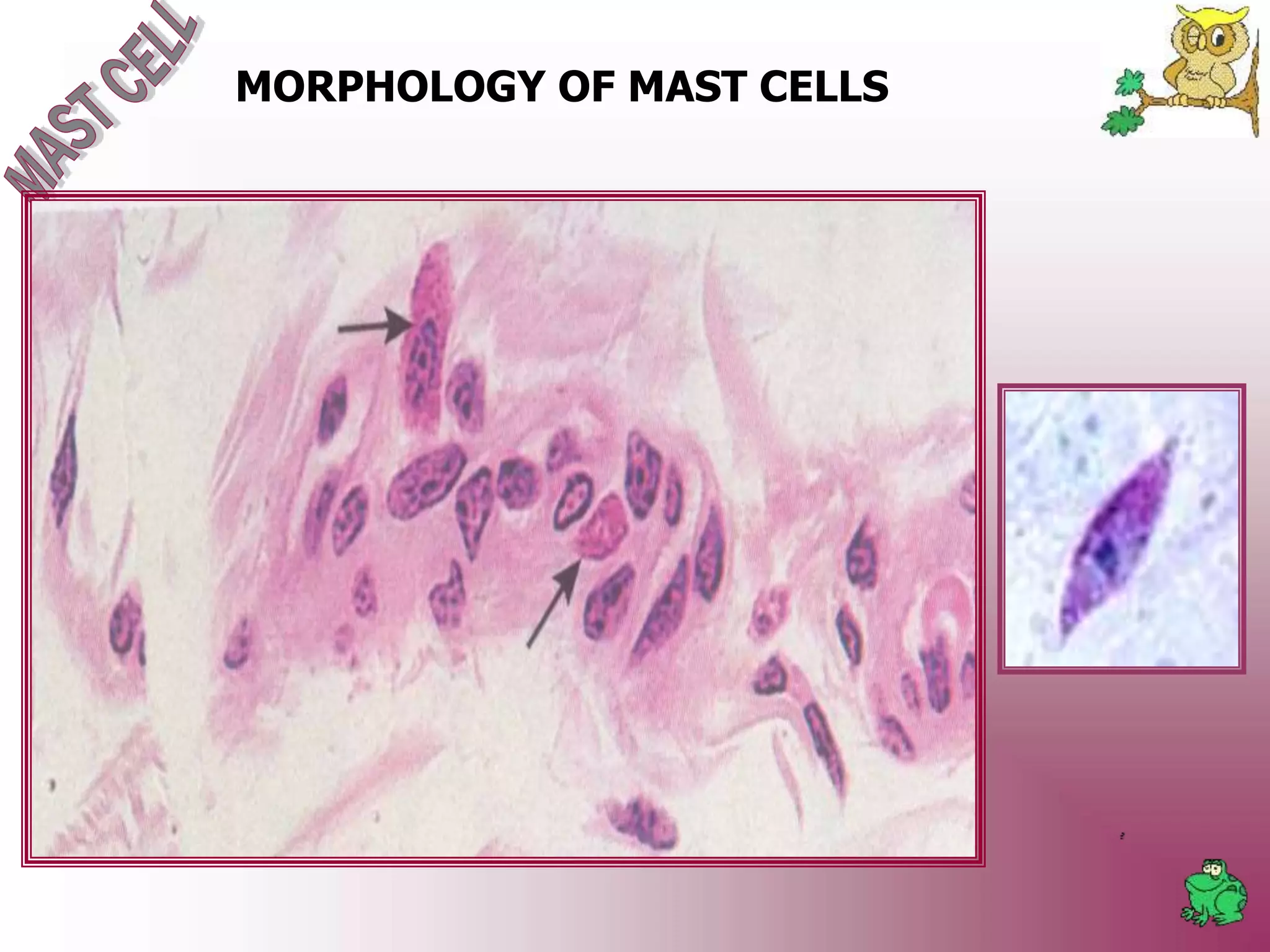 Mast cells.ppt
