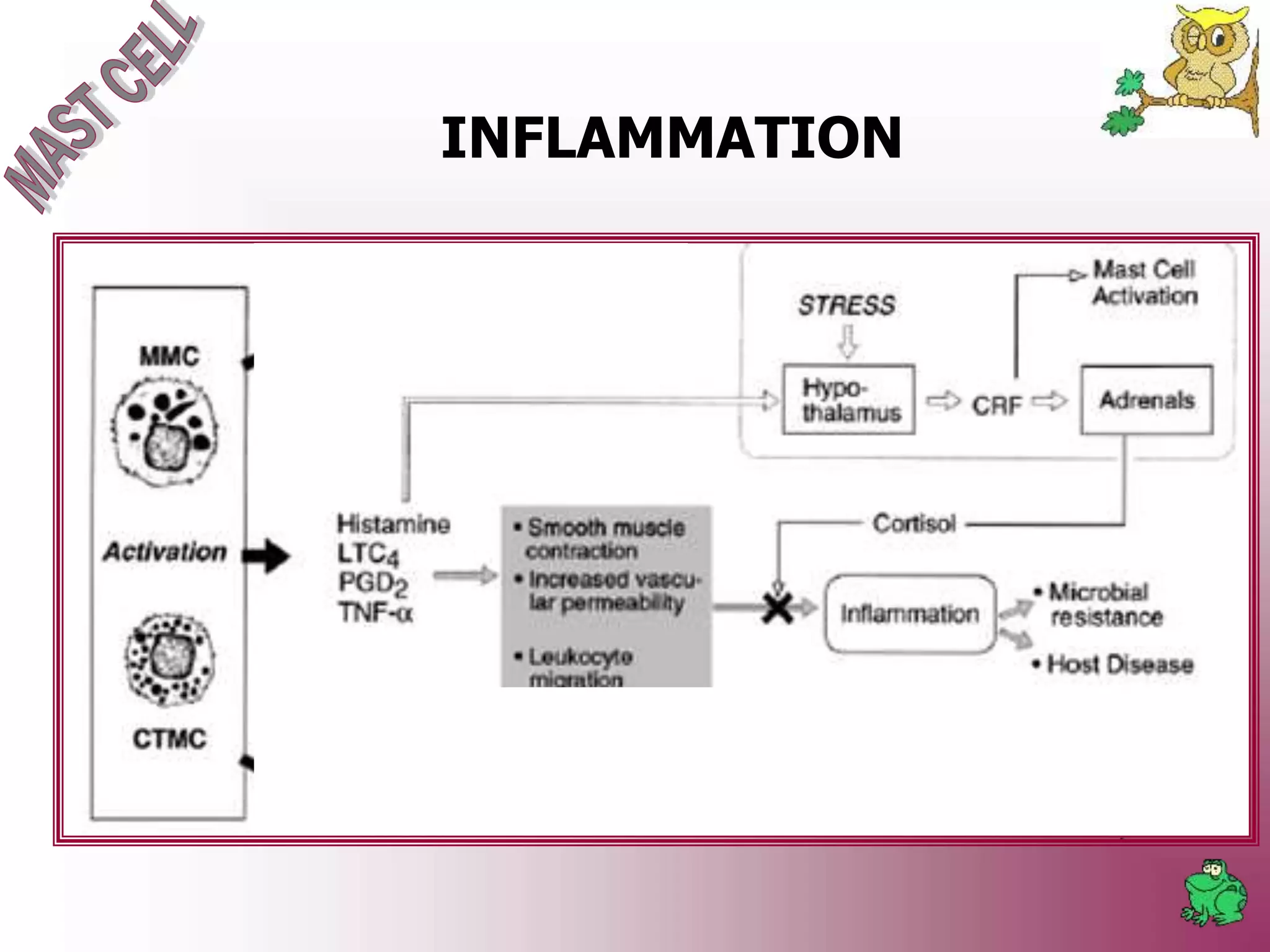 Mast cells.ppt