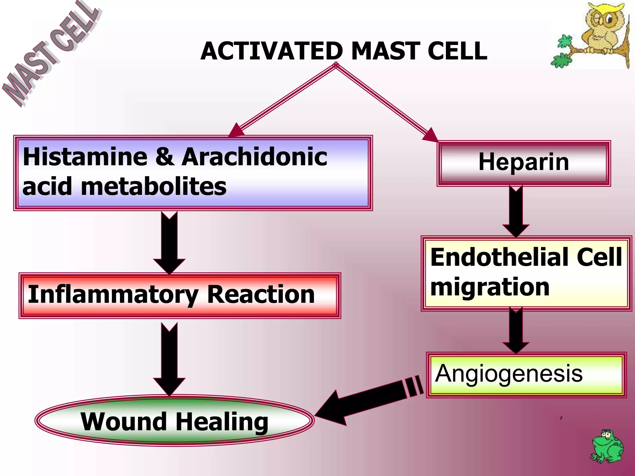 Mast cells.ppt