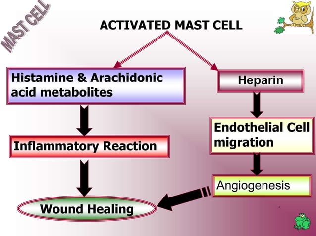 Mast cells.ppt