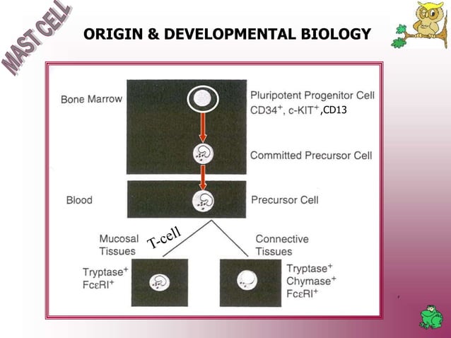 Mast cells.ppt