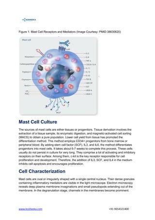 Mast Cells: Target for Cardiovascular Disorders | PDF