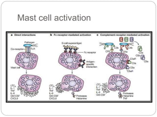 Mast cells in health and disease final dr karishma | PPTX