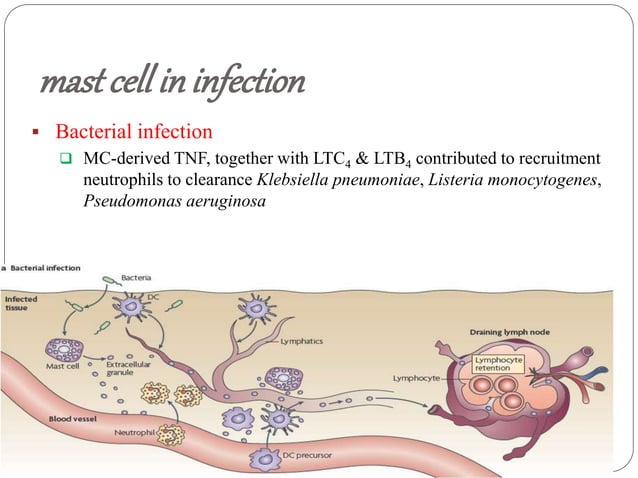 Mast cells in health and disease final dr karishma | PPTX