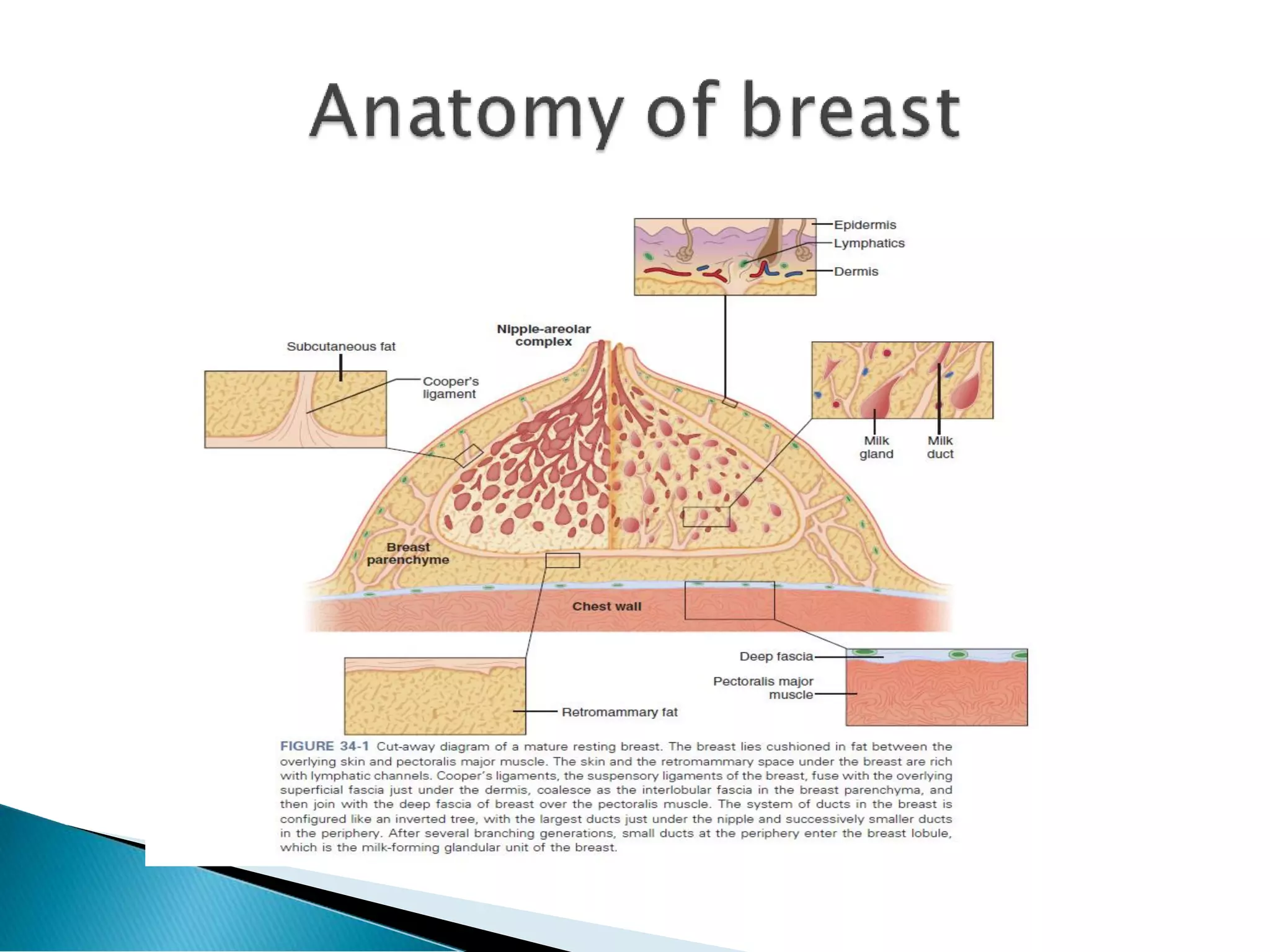 Mastectomy | PDF