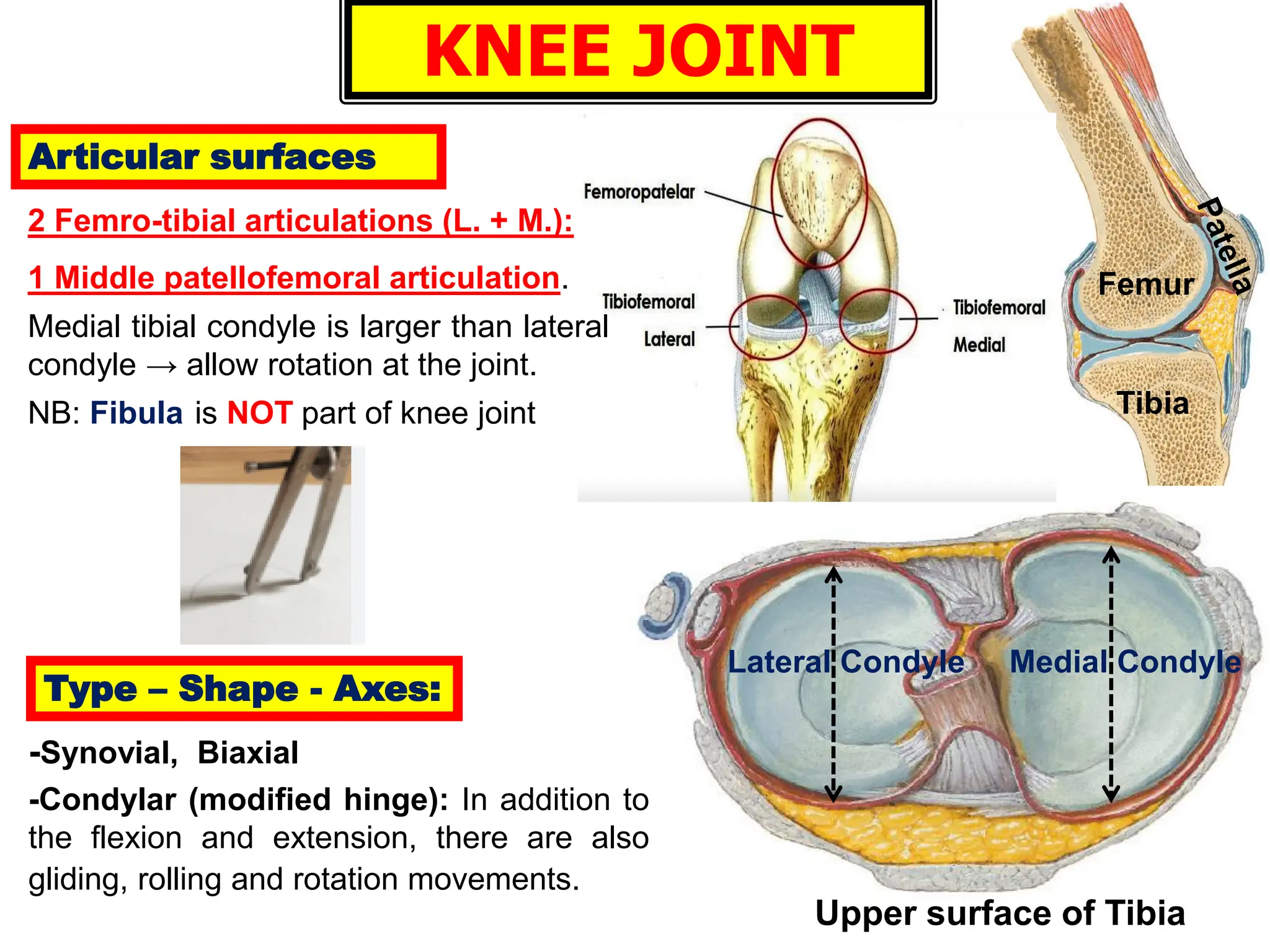 Mastering Mobility- Joints of Lower Limb -Dr. Ahmed Elzainy.pdf