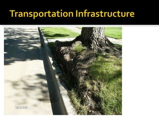 The Road to a Thoughtful Street Tree Master Plan, Power Point Series ...