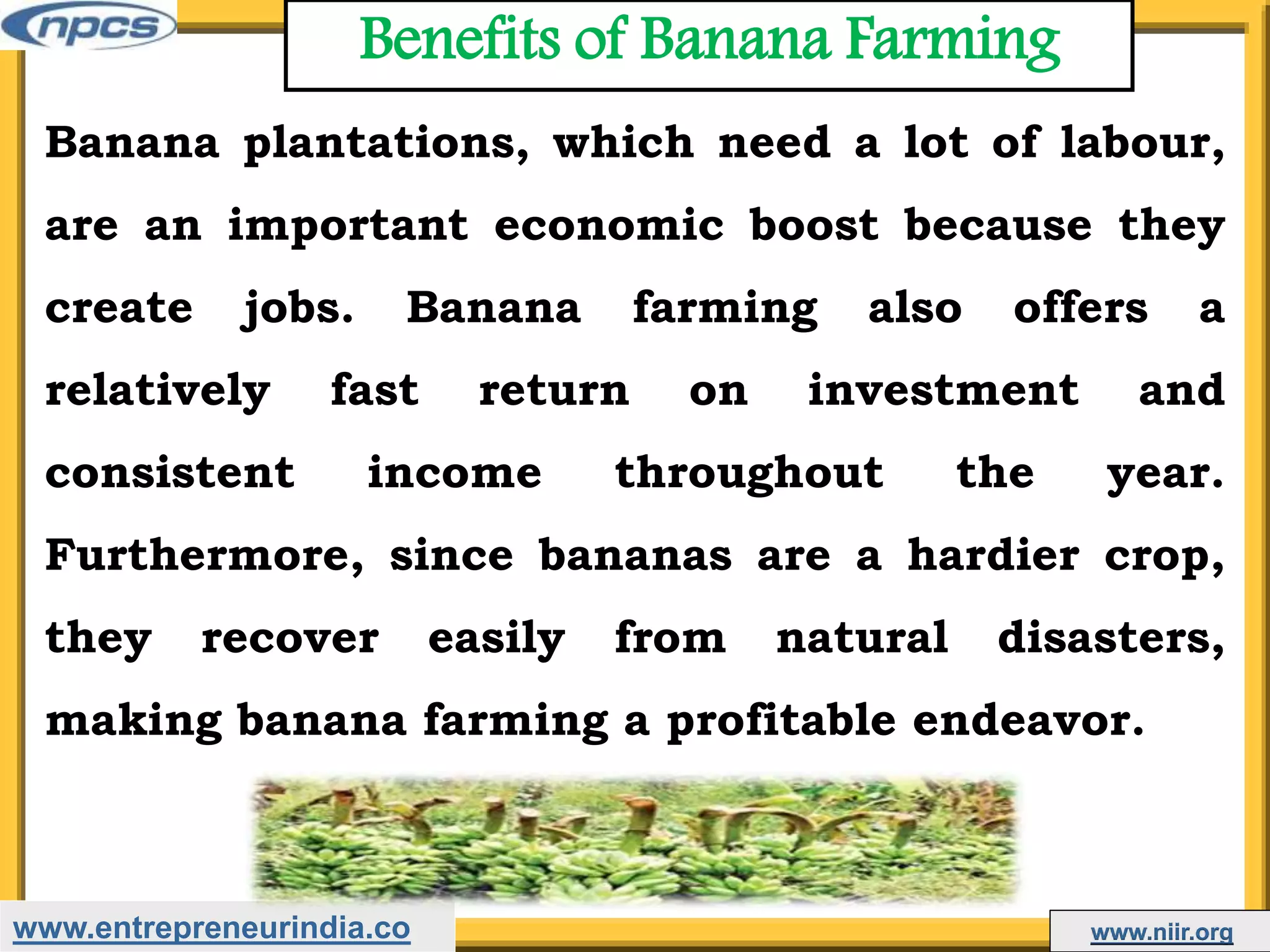 Banana Cultivation (Banana Plantation is a Commercial Agricultural ...