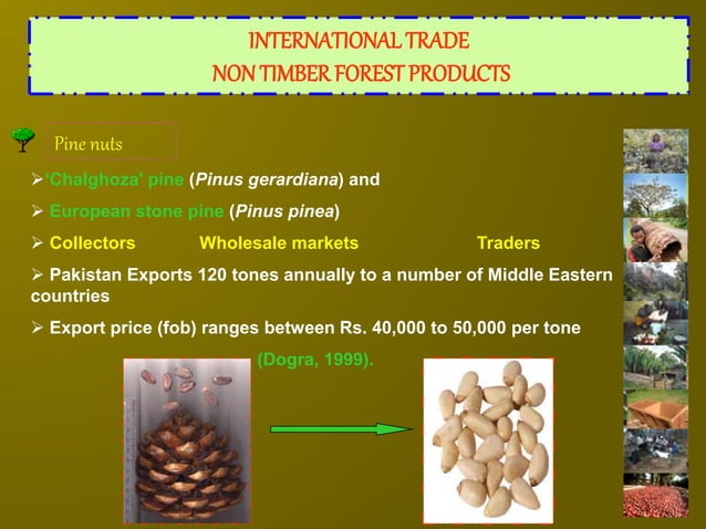OVERVIEW OF NTFP | PPTX | Agriculture | Industries