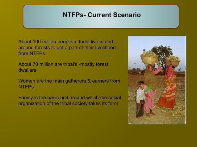 OVERVIEW OF NTFP | PPTX | Agriculture | Industries