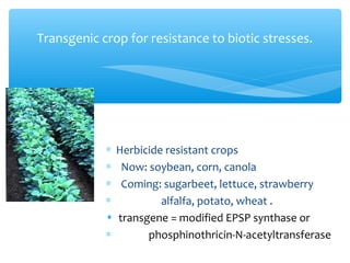TOPIC:TRANSGENIC CROPS AND THEIR IMPLICATION IN ENVIRONMENT AND FOOD ...