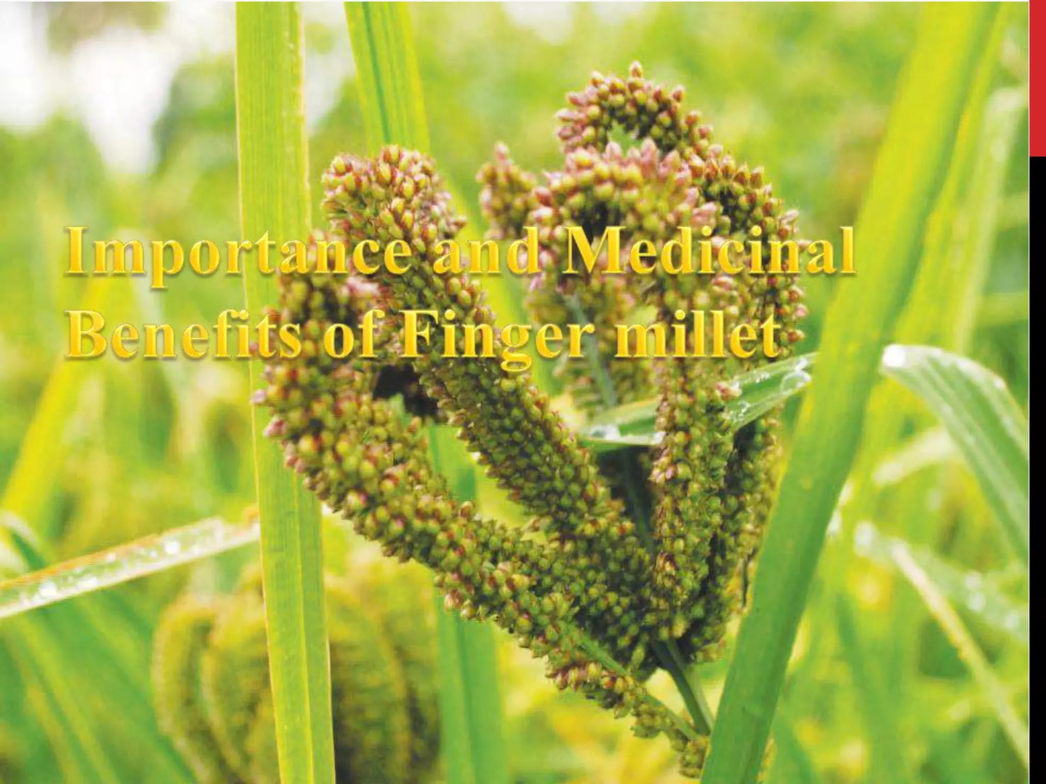 Nutritional and Medicinal benefits of millets | PPTX | Healthy Cooking ...