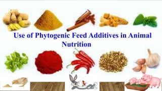 Use of Phytogenic feed additives in Animal Nutrition.pptx