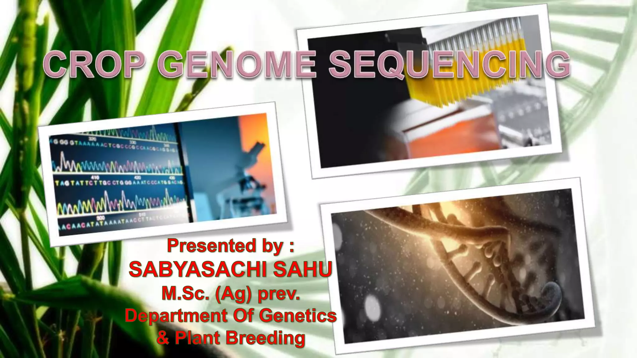 CROP GENOME SEQUENCING | PPTX