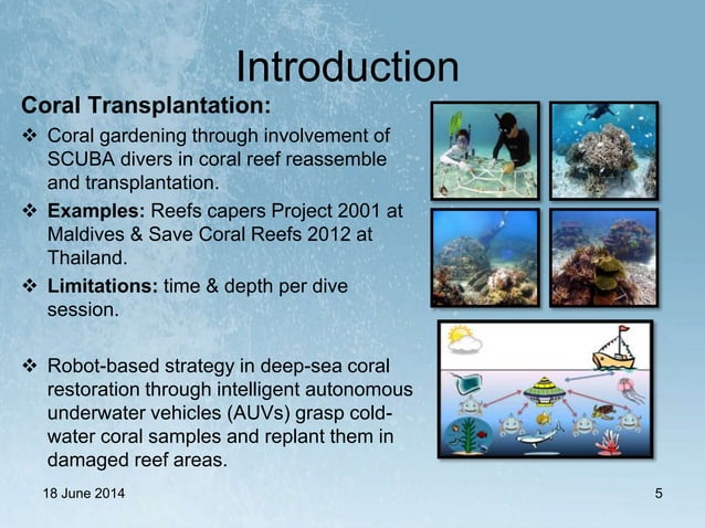 Msc Thesis Sparse Coral Classification Using Deep Convolutional Neural Networks