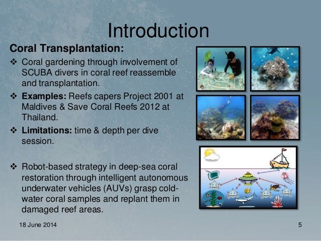 Msc Thesis Sparse Coral Classification Using Deep Convolutional Neu
