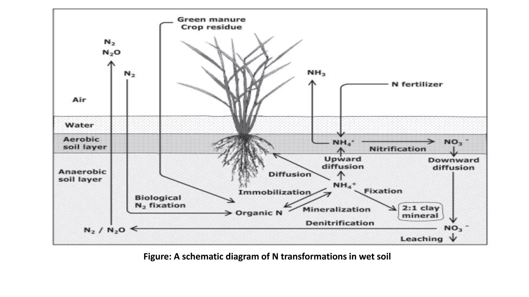 Nitrogen transformations in wet soils | PPTX