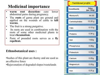 MASTER'S SEMINAR.pptx