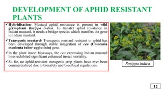 Mutation Breeding as a tool for aphid resistance in Indian mustard | PPTX