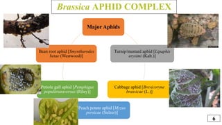 Mutation Breeding as a tool for aphid resistance in Indian mustard | PPTX