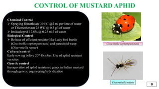Mutation Breeding as a tool for aphid resistance in Indian mustard | PPTX