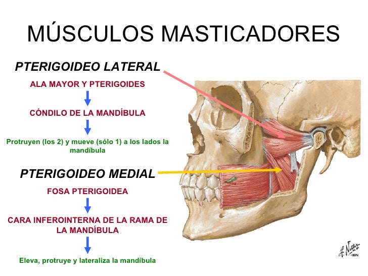 Masticadores y trigémino
