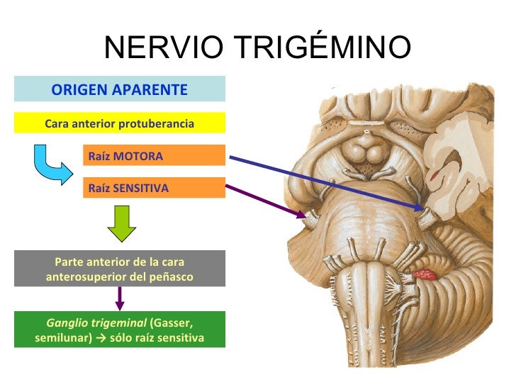 Masticadores y trigémino
