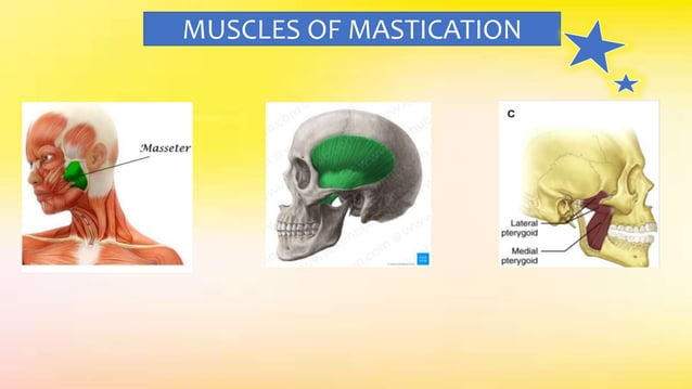 Mastication and deglutition | PPTX
