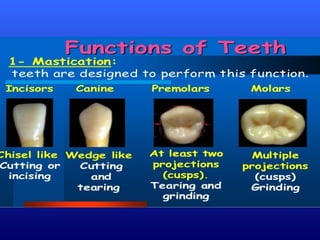 Mastication and deglutition i | PPT