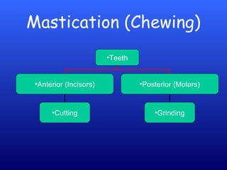 Mastication and deglutition i | PPT