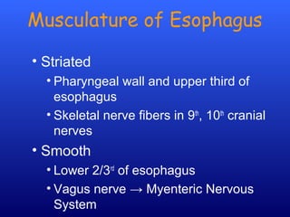 Mastication and deglutition ii | PPT