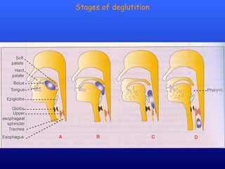 Mastication and deglutition ii | PPT