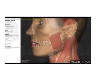 Physiology Of GIT Mastication and Deglutition reflex.pptx