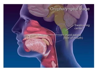 Physiology Of GIT Mastication and Deglutition reflex.pptx