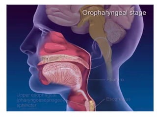 Physiology Of GIT Mastication and Deglutition reflex.pptx