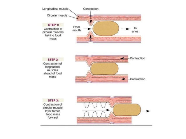 Physiology Of GIT Mastication and Deglutition reflex.pptx