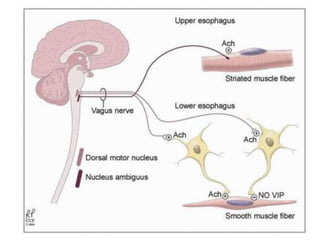 Physiology Of GIT Mastication and Deglutition reflex.pptx