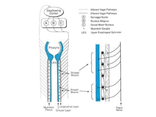 Physiology Of GIT Mastication and Deglutition reflex.pptx