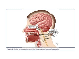 Physiology Of GIT Mastication and Deglutition reflex.pptx