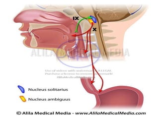 Physiology Of GIT Mastication and Deglutition reflex.pptx