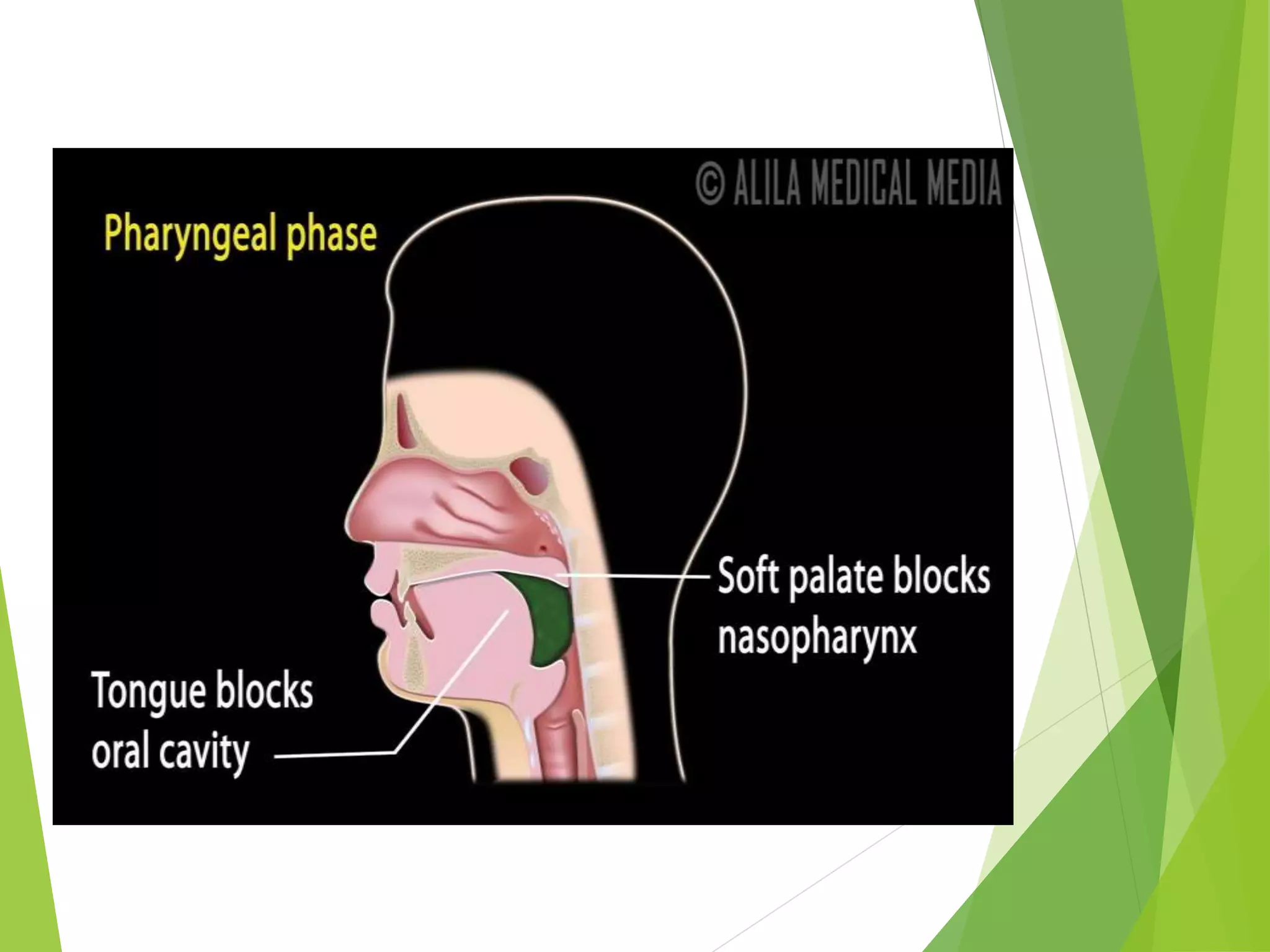 MASTICATION AND SWALLOWING.pptx