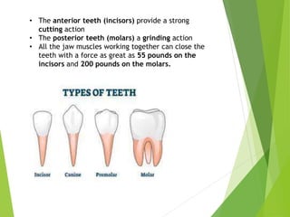 MASTICATION AND SWALLOWING.pptx