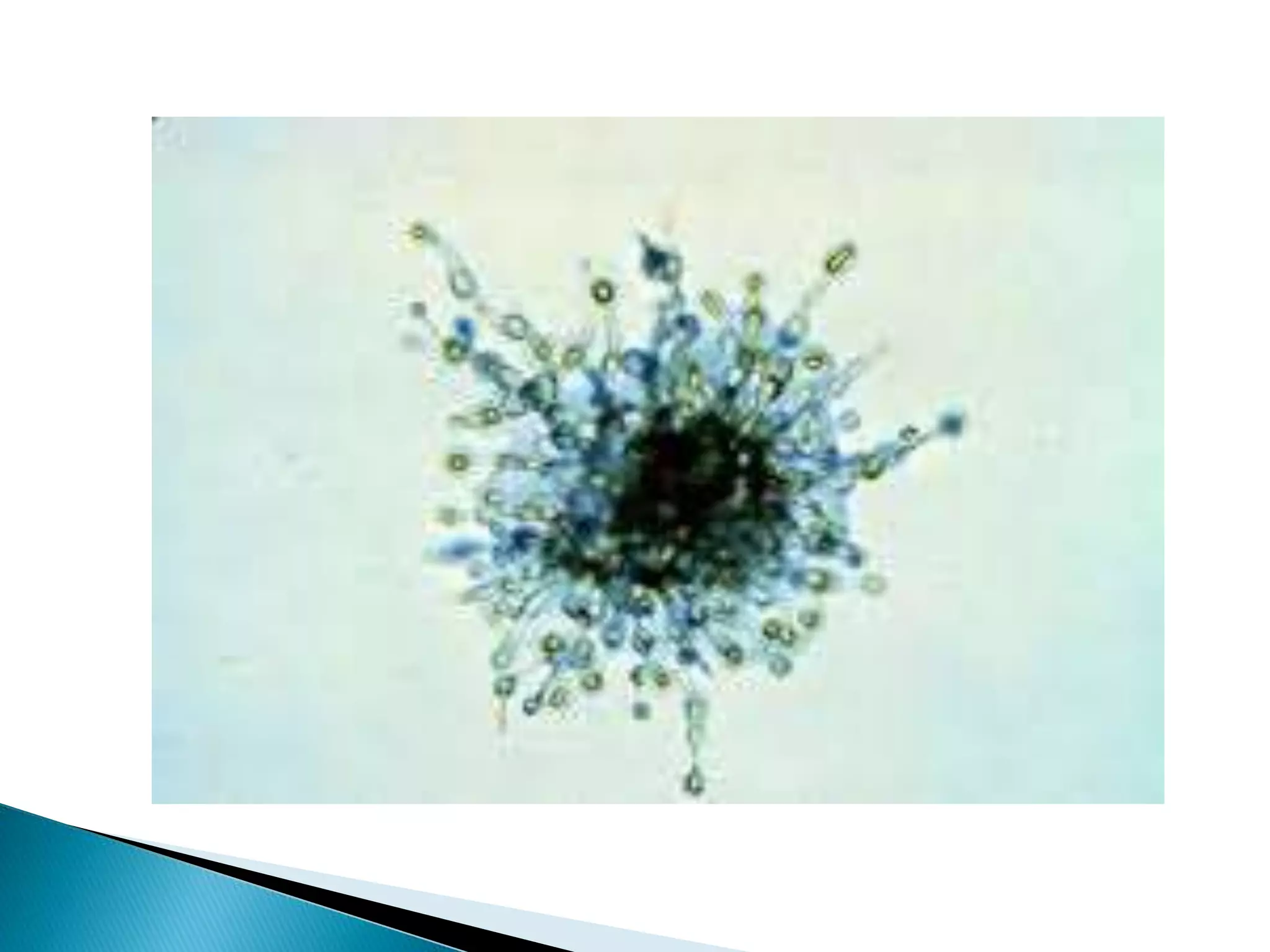 Mastigomycotina | PPTX