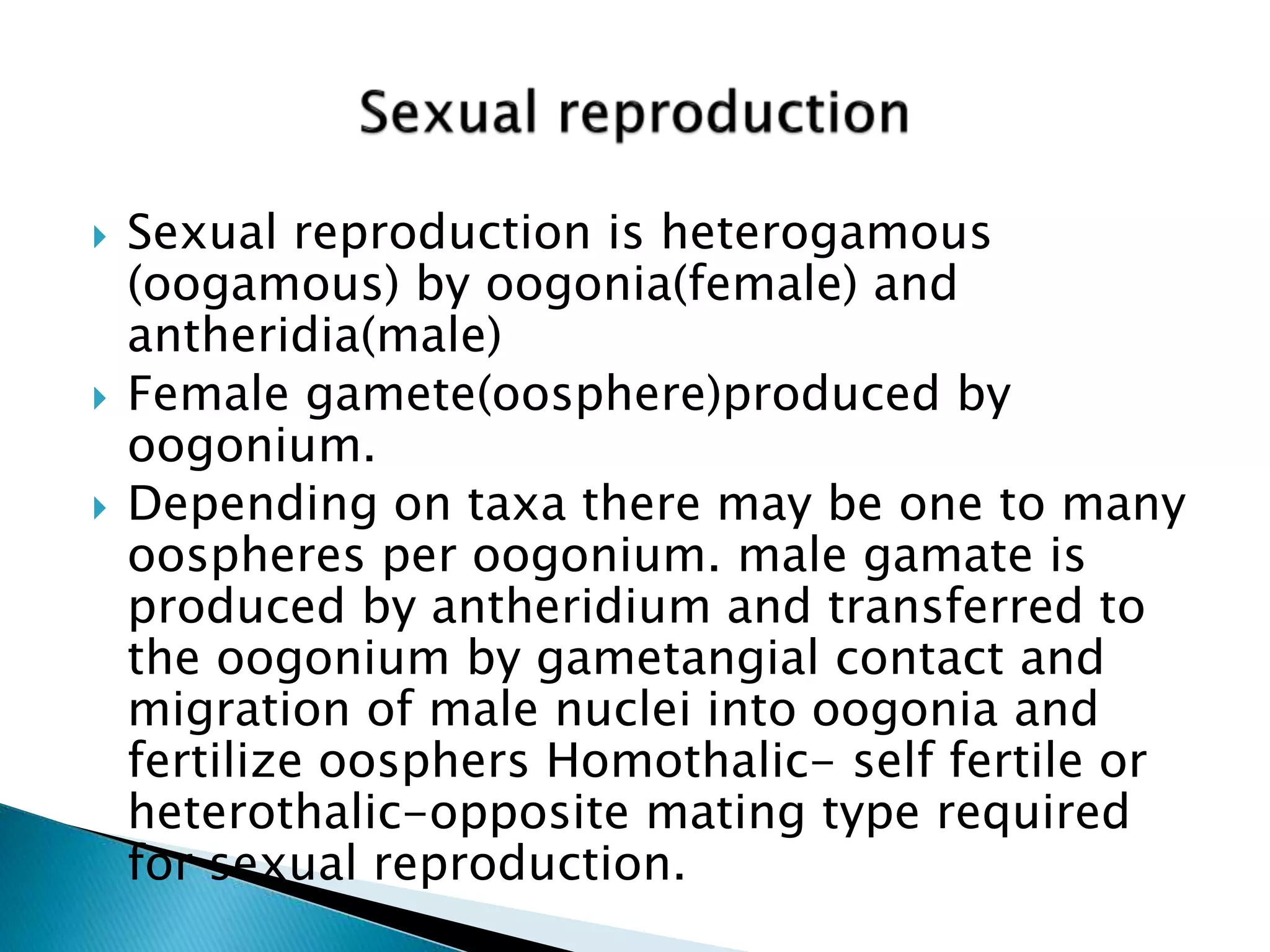 Mastigomycotina | PPTX