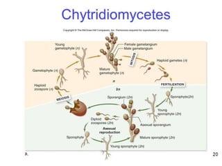 Mastigomycotina | PPTX